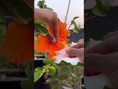 Cross pollination of flowering plants ????????⬇️