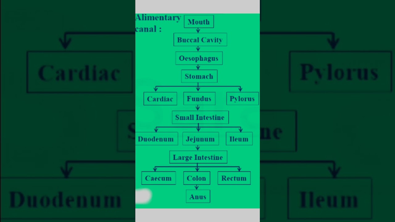 #Digestive system #alimentary canal#mind map #neet#icmr#aiims#physiology#flow chart#shortsfeed