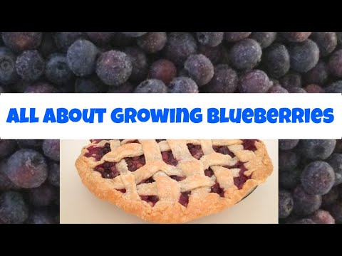 Blueberries: Everything You Need to Know to Grow, Prune, Fertilize, and Harvest!