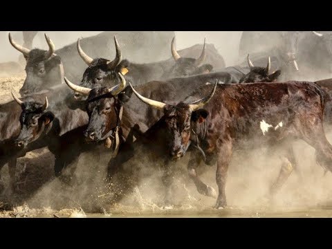 'This is one of the least loved bull markets': Alfred Eskandar