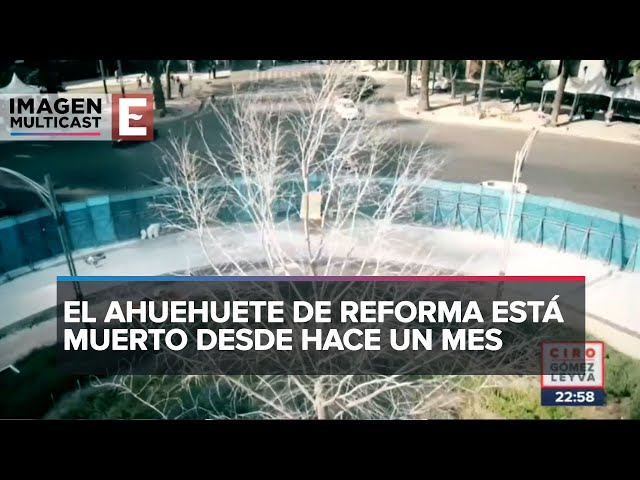 ¿Adiós al Ahuehuete de Reforma? Aquí todos los detalles