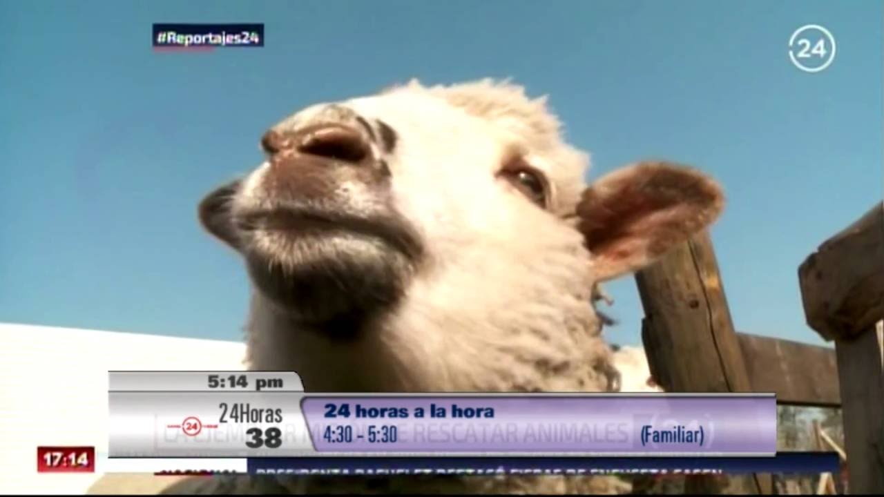 Zapping Claro TV HFC Chile - Septiembre 2016