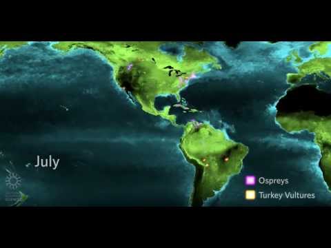 Why Do Birds Migrate? (Educator Version) | California Academy of Sciences