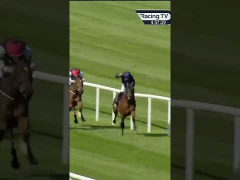 £2 milion horse Galveston wins #horse #horseracing #racingtv #sport #britishhorseracing