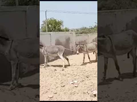 gadha gadhi k sath masti me #animal #camel #donkeyking #cutedonkey #funny