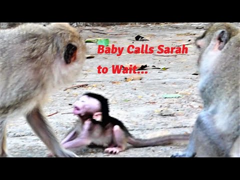 Adorable Sario Baby Monkey Screaming Loudly and Calling for Mother Sarah to Wait
