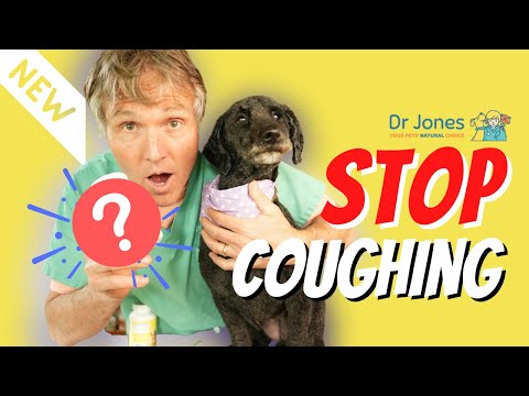 Dog Won’t Stop Coughing? THIS Remedy Changed Everything!
