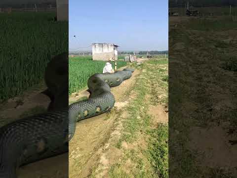 Anaconda Snake Chasing Boy video ???? #Shorts