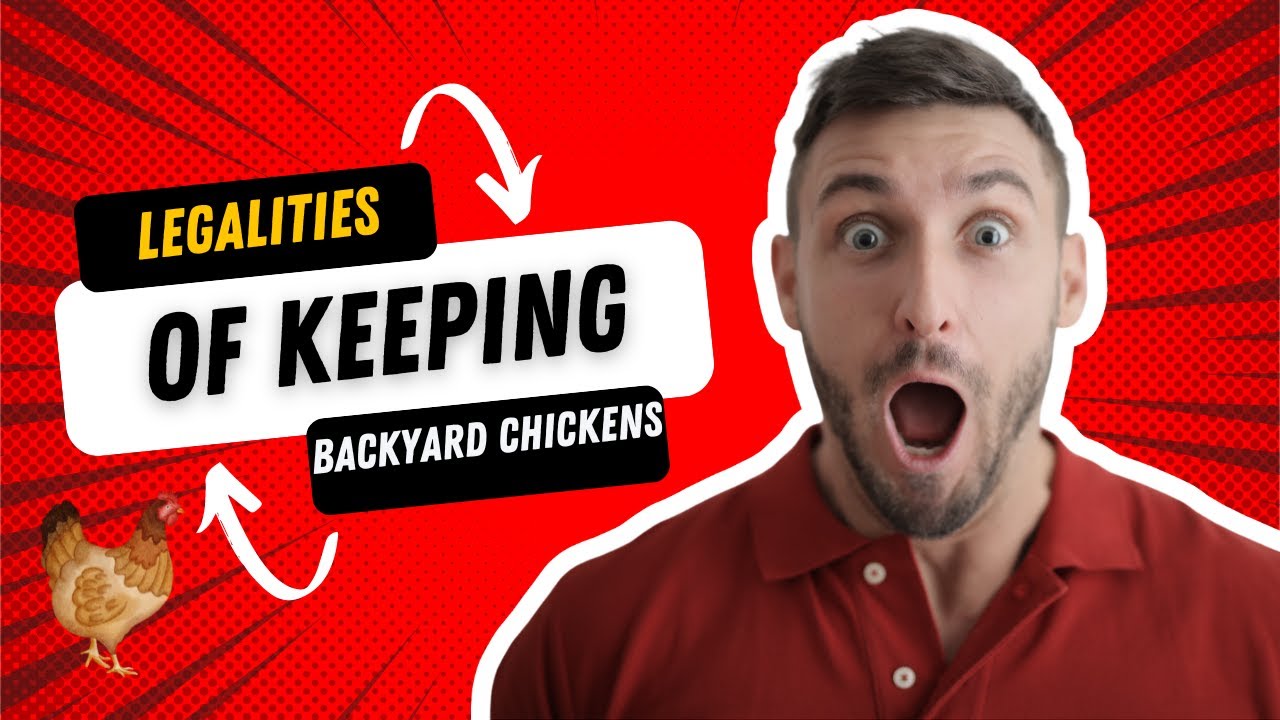 Is it Illegal to Raise Backyard Chickens?