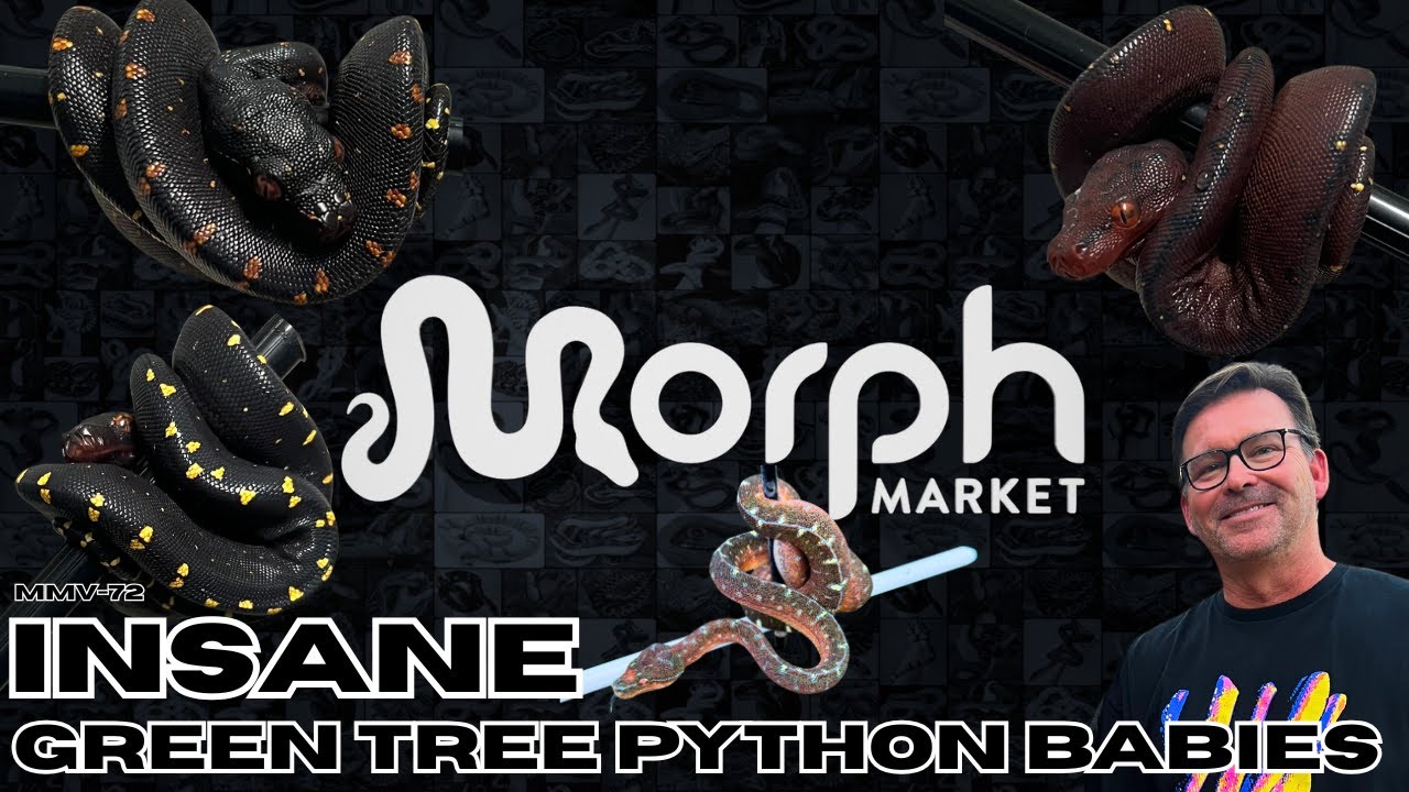 YouTube: Some Of The CRAZIEST Red Baby Green Tree Pythons You'll Ever See - All Reptiles ...