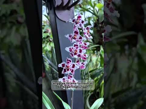 Anggrek unik odontoglossum