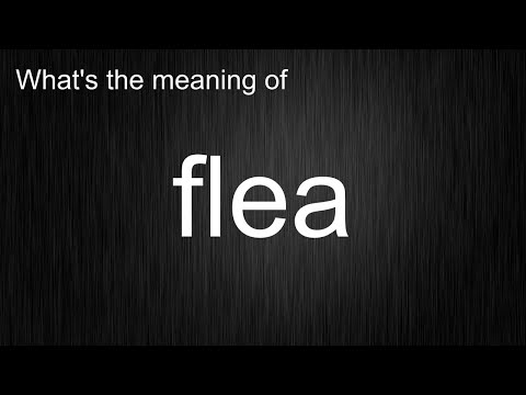 What's the meaning of "flea", How to pronounce flea?