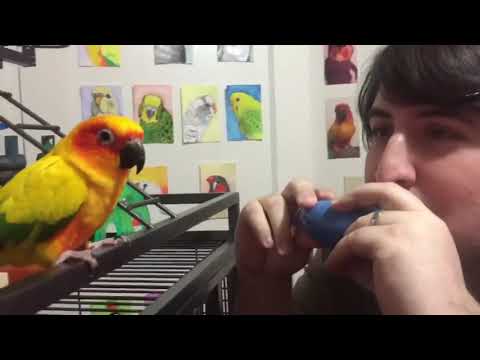 ANIMAL MEMES COMPILATION V1