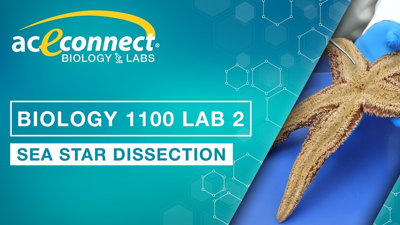 Biology 1100 Lab 2 || Sea Star Dissection