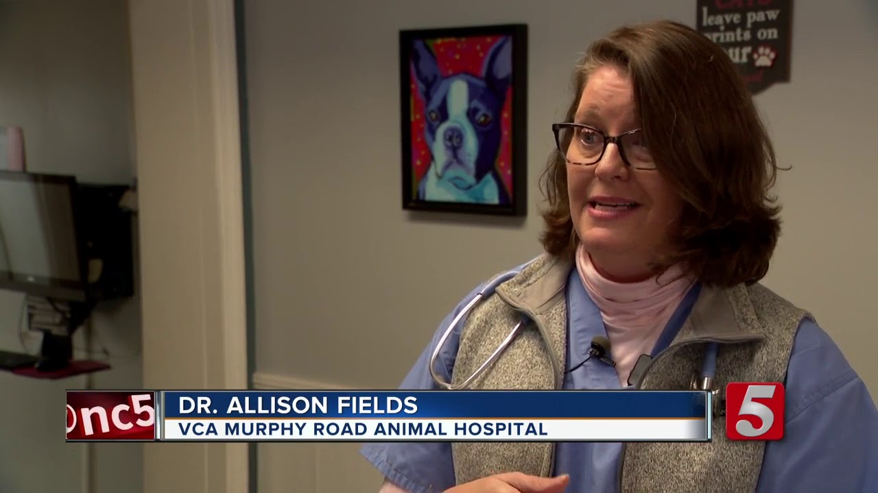 Essential oil diffusers might be toxic to your pet, local vet warns