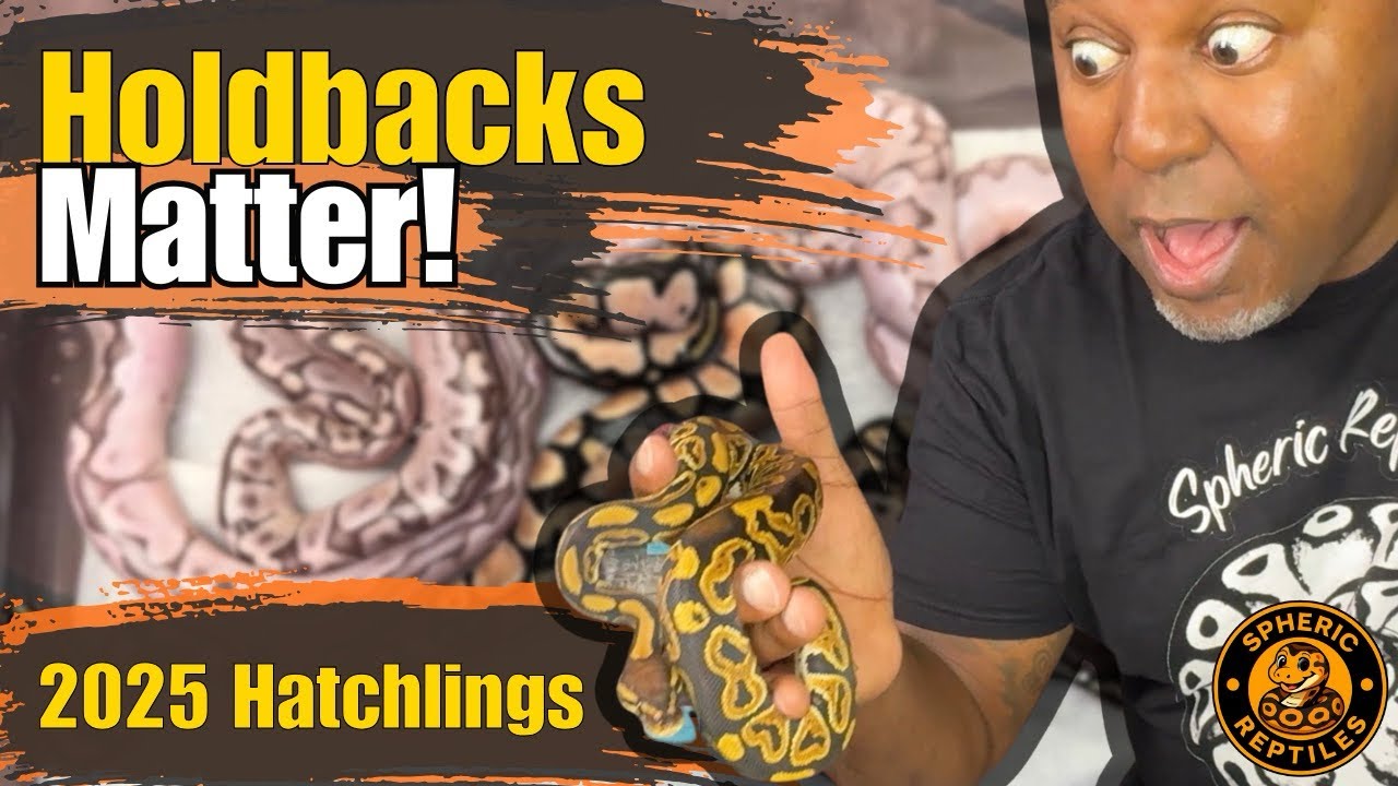 2025 Ball Python Hatchlings Are HERE! | Why Holdbacks Matter