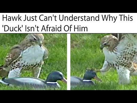 Animal Memes