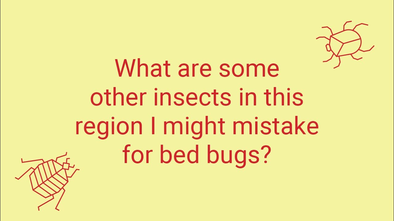 What Bugs Look Like Bed Bugs?