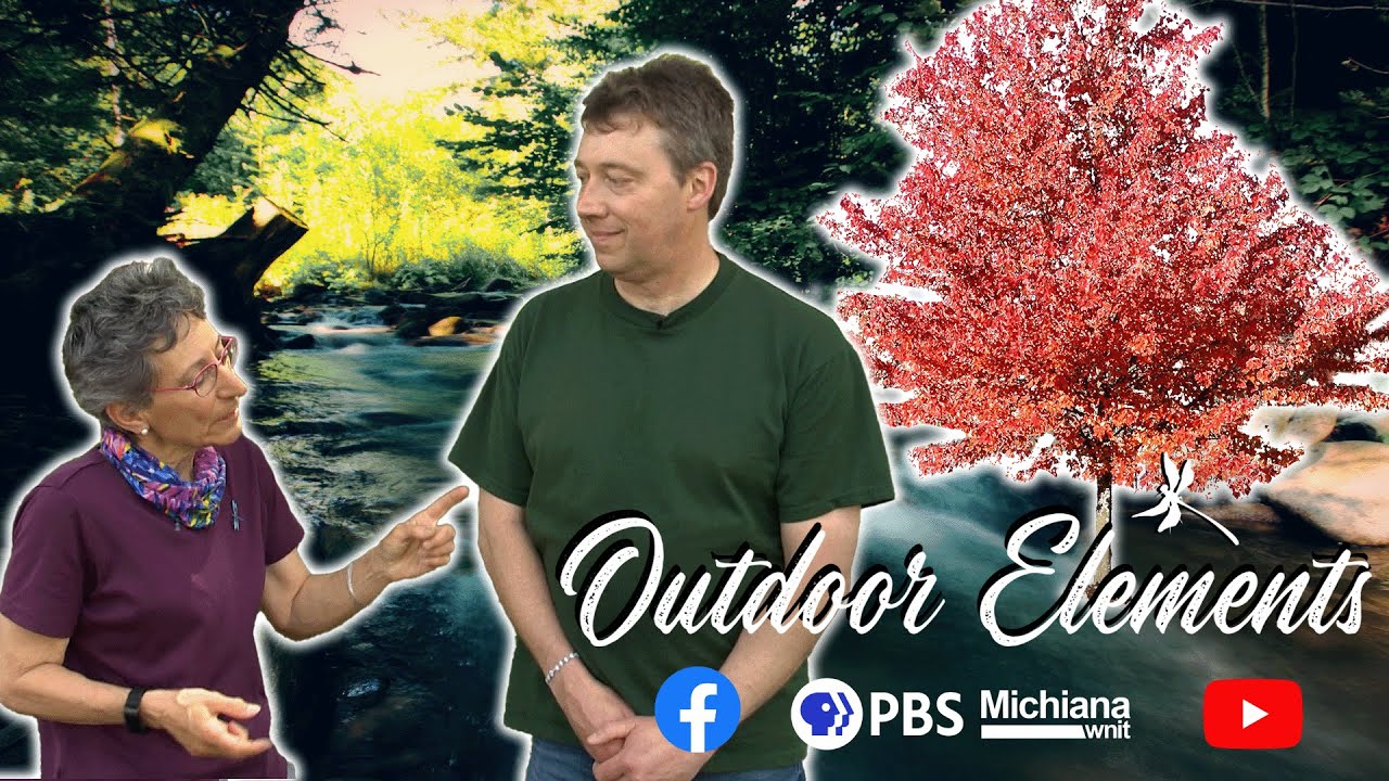 Outdoor Elements: Explore the Tree Trail