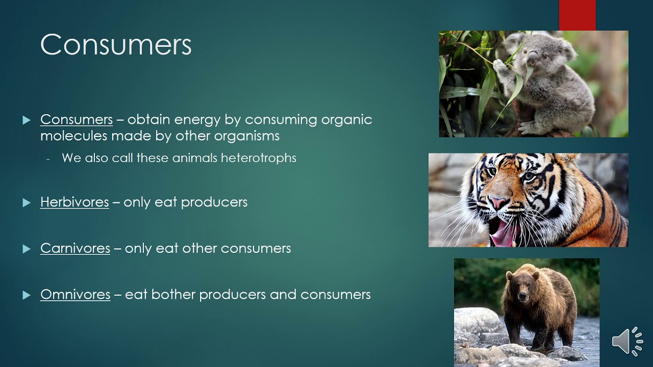 Chapter 18 3 PowerPoint