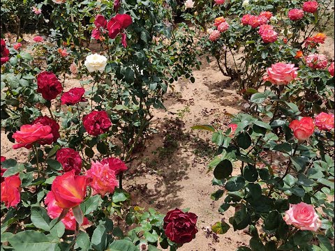 Un jardin de Rosas con 70 variedades diferentes