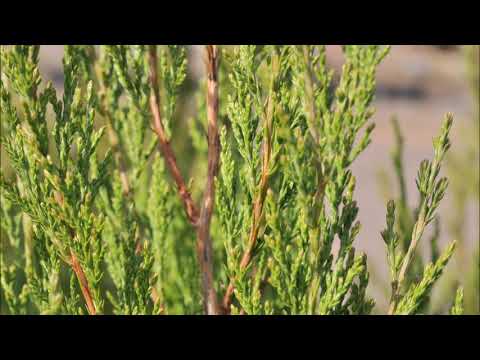 How to Plant Spartan Junipers Spacing By Highland Hill Farm