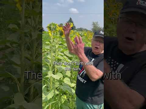 The Myth About Sunflowers