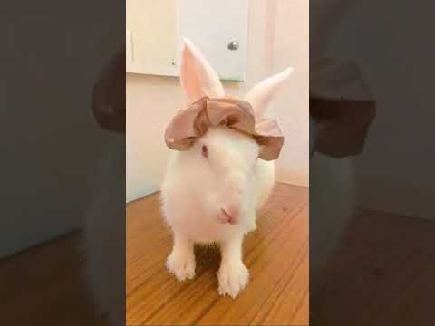 Rabbit | Instagram snow.ythebunny #rabbit #bunny #cutebunny #shorts