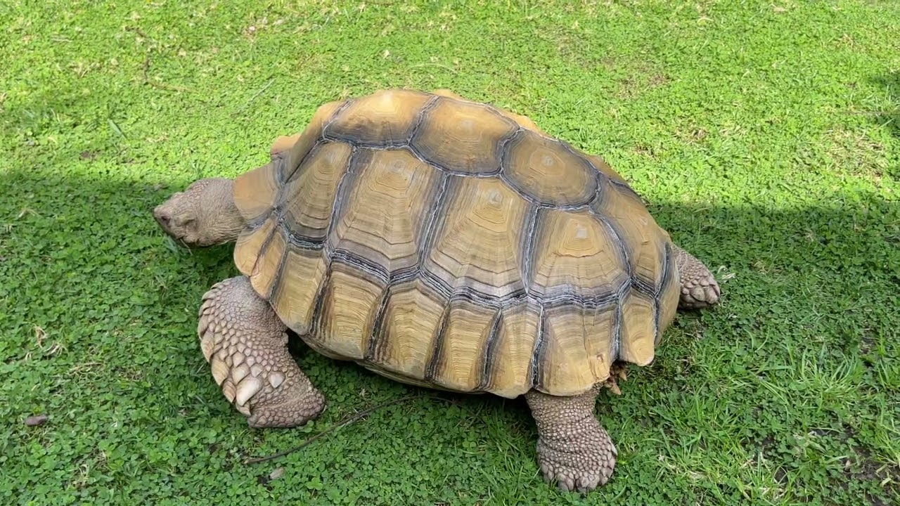 3 SECRETS TO A BEAUTIFUL TORTOISE SHELL 🐢