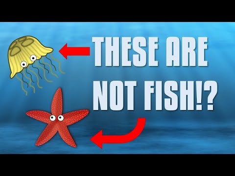What is a Fish?