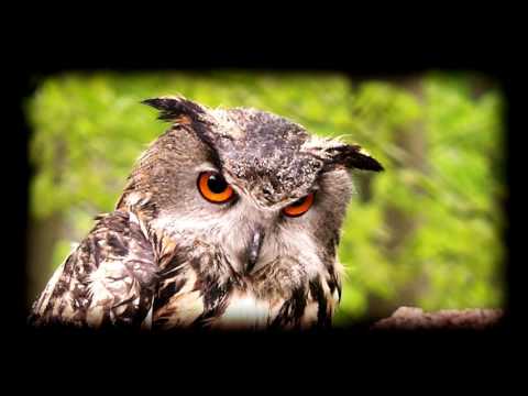 Go-Active falconry video