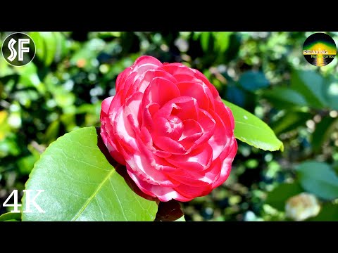 Camellia in Bloom - Calm Classical Music - Delight - Ultra HD 4K Videos