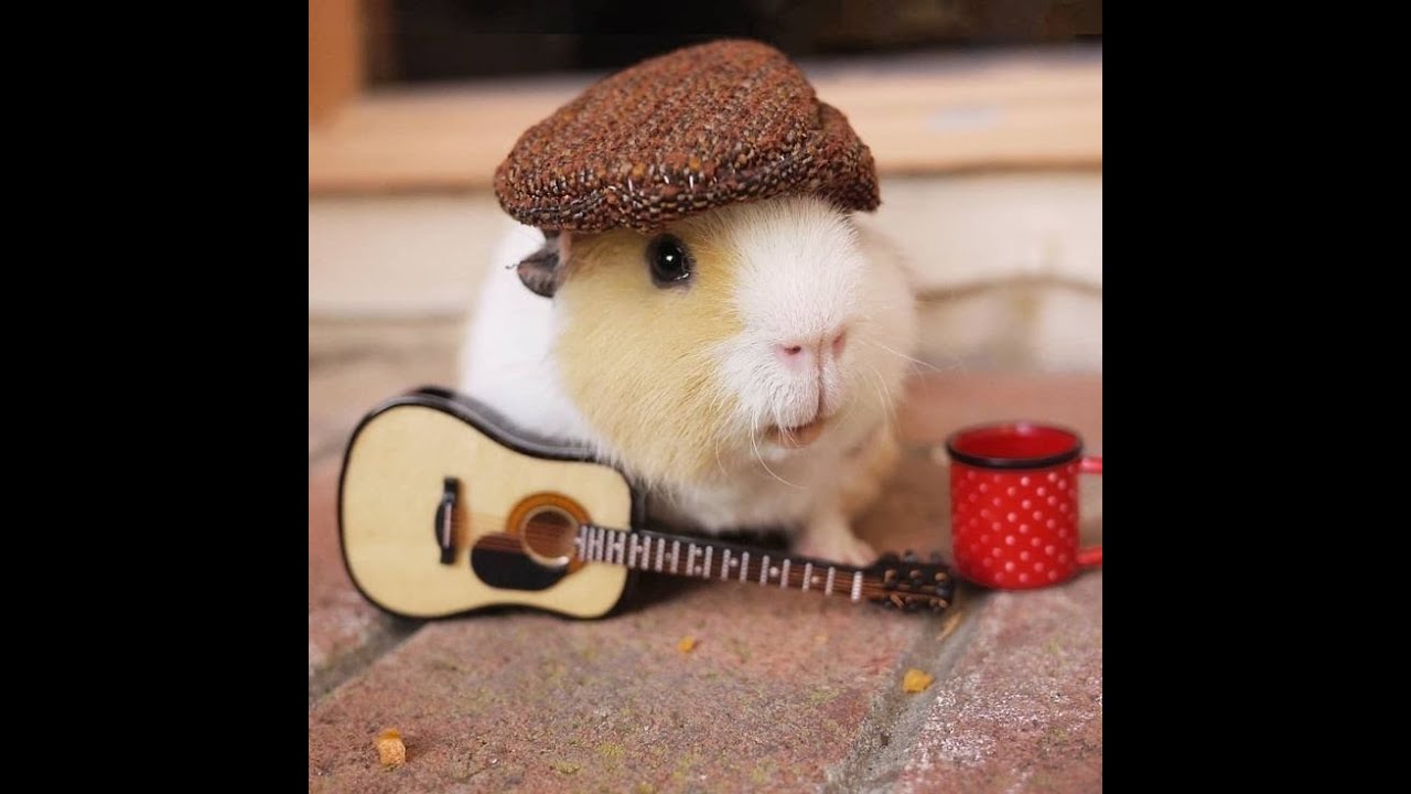 Guinea Pig Wallpapers HD