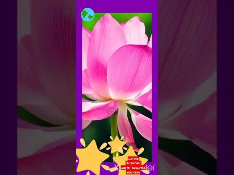 Lotus Scientific name:-Nelumbo nucifera 👌👌👌👌👌👌👌👌💮💮💮💮💮💮💮💮