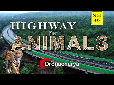 Highway For Animals | NH 46 | Bhopal to Hosangabad #cinematic #drone #highway #animals #roadtrip