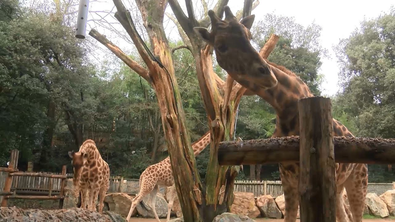 Loisirs : découverte du zoo des Sables-d'Olonne