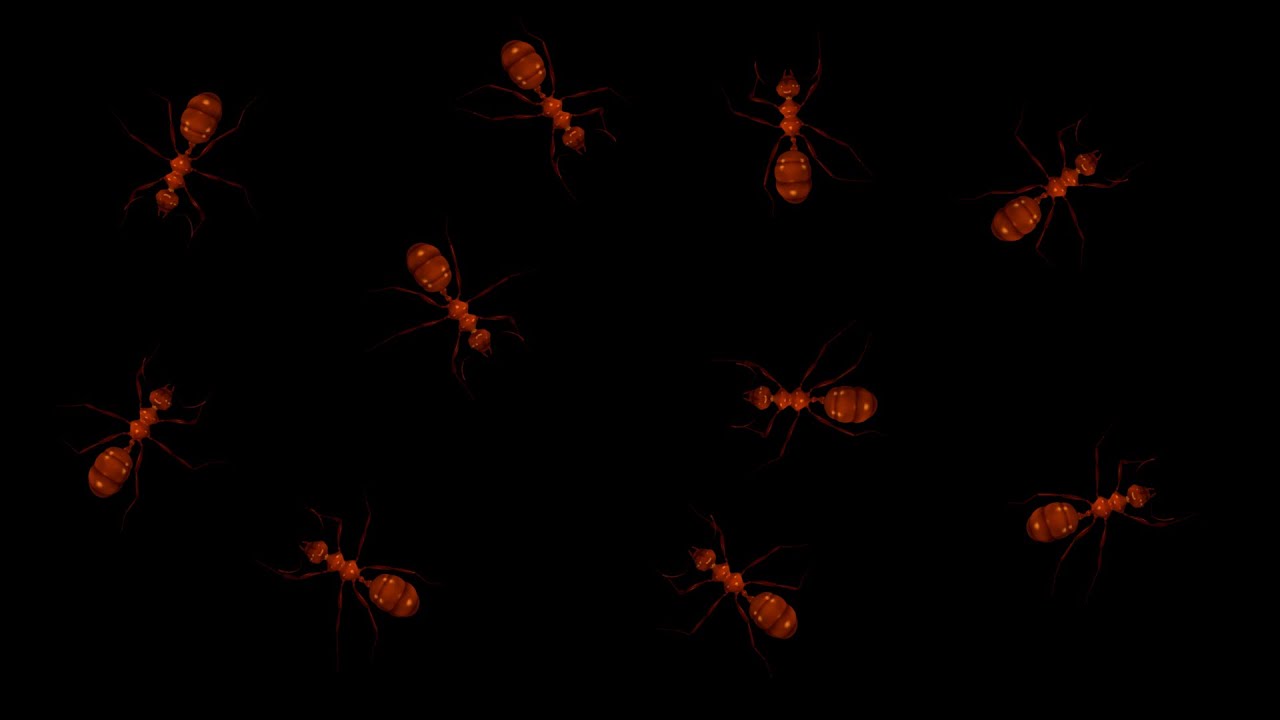 Red Ants - Crawling Over Screen