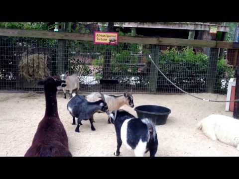 Goats Bleating