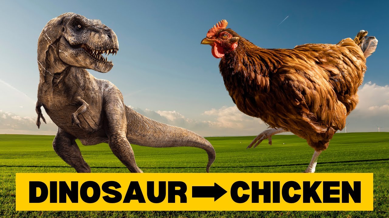 10 Interesting Facts About CHICKENS