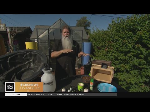 In the Garden: Keeping pesky insects away