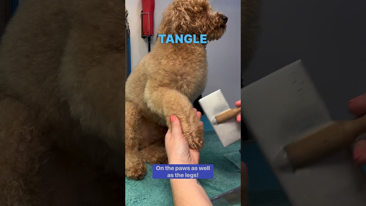 How to brush your dog correctly!!! #dog #doggie #doglover #lovemud #puppy #dogowner #pet #petowner