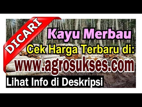 |Update 2024| Beli Kayu Merbau, Rutin dan Kontinyu