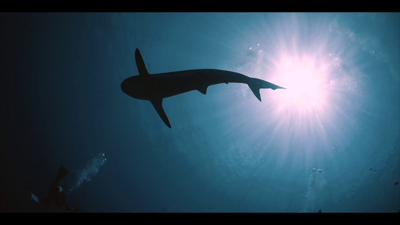 MCC Manta Ray Projects