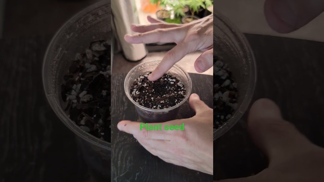 How To Grow Weed For Dummies #weed #marijuana #howto #diy #education #gardening