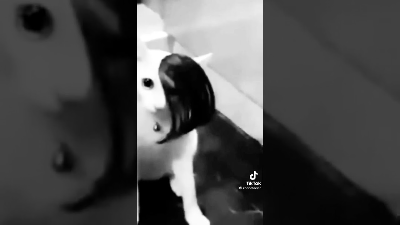 Gato Emo 😎👌🖤⛓️