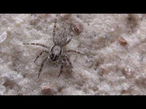 Jumping spider in Japan | Dear Kitty. Some blog