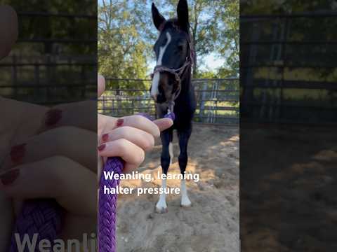 Weanling, Grace learning halter pressure #weanling