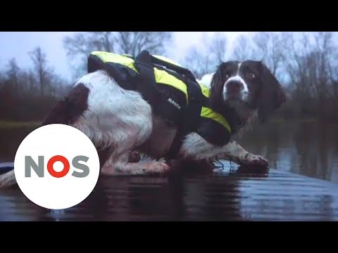 HOND BEN: Speurde naar de vermoorde journalist Kim Wall