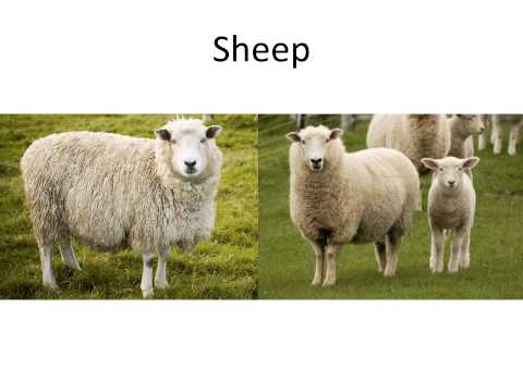 Farm animal PPT