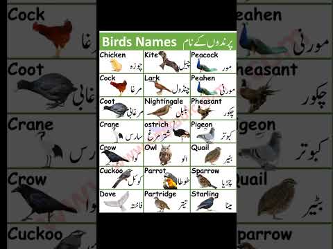 BIRDS IN ENGLISH AND URDU